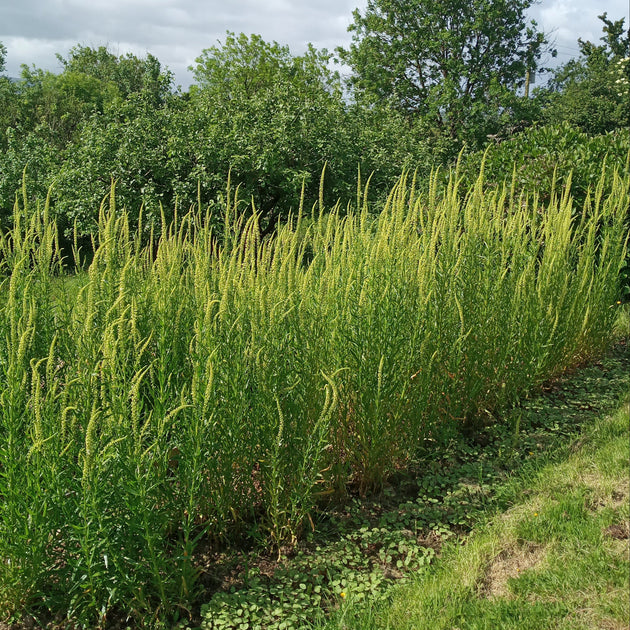 WELD SEEDS ORGANIC – AppleOak FibreWorks